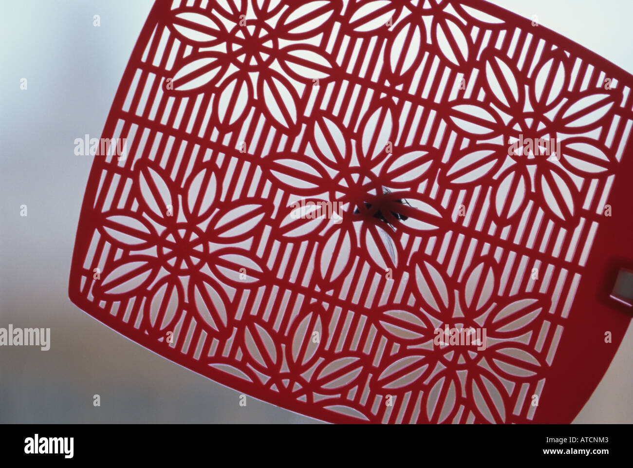 Fly squished against window by a red fly swatter Stock Photo - Alamy