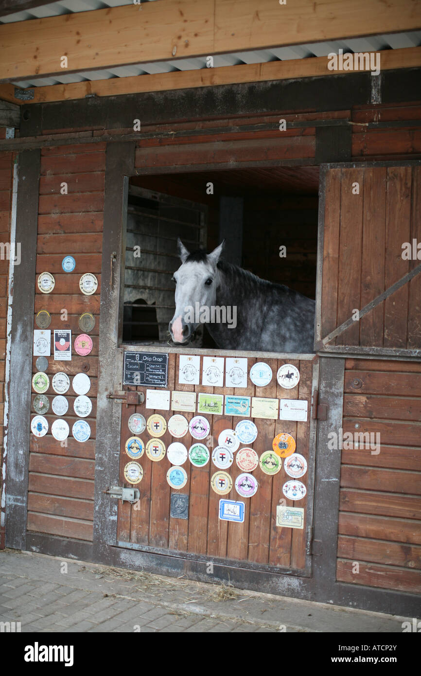 white horse in stable box Stock Photo - Alamy