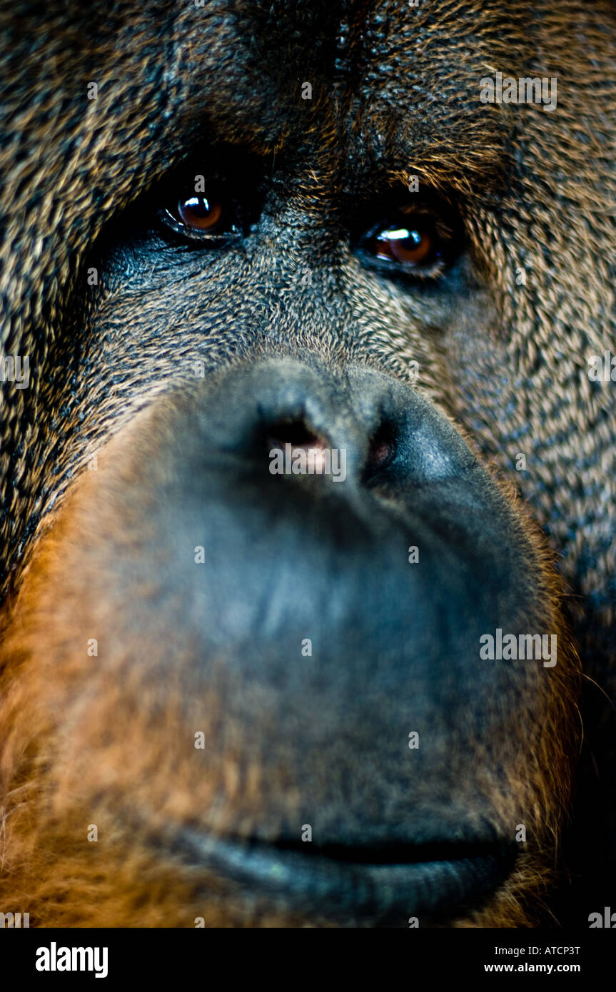 Sad orangutan zoo hi-res stock photography and images - Alamy