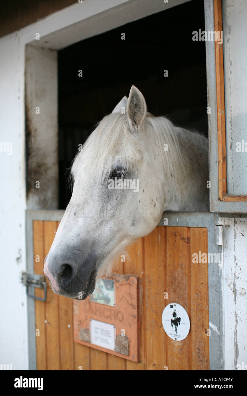 white horse in stable box Stock Photo - Alamy