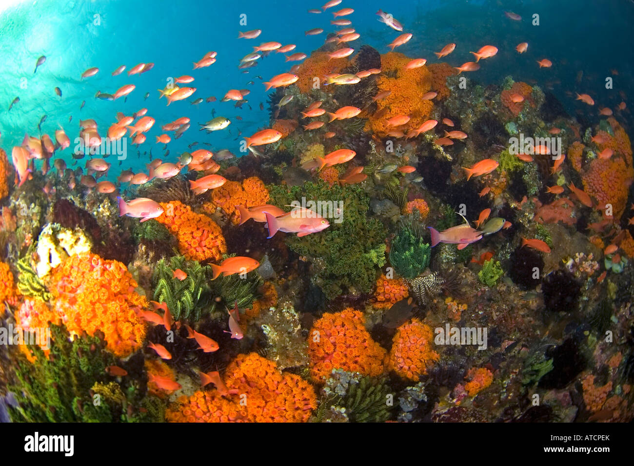 Coral reef Komodo Indonesia, underwater, school, fish, soft coral ...