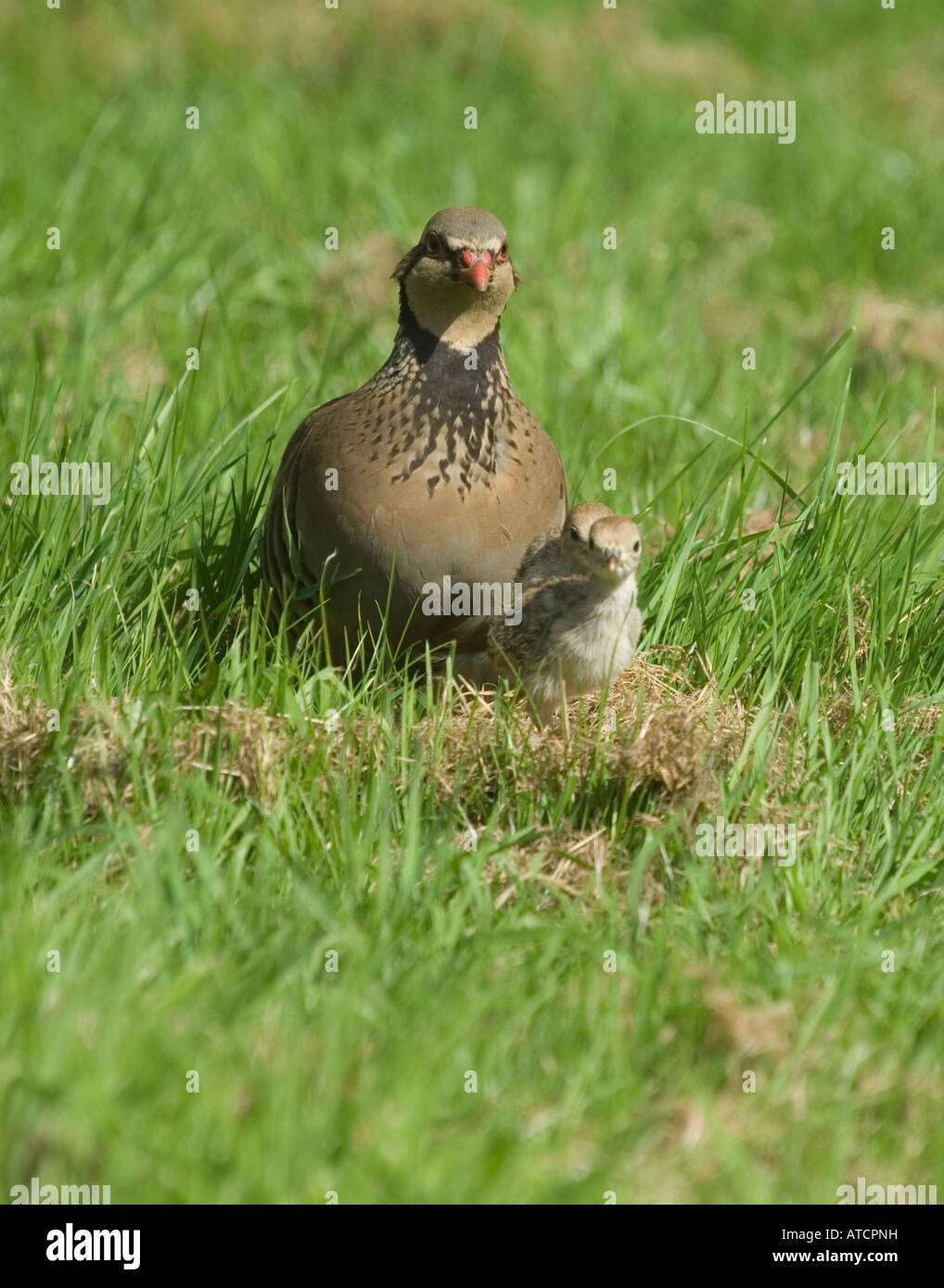 Red-legged Partridge (Alectoris rufa) with young chicks in a summer ...