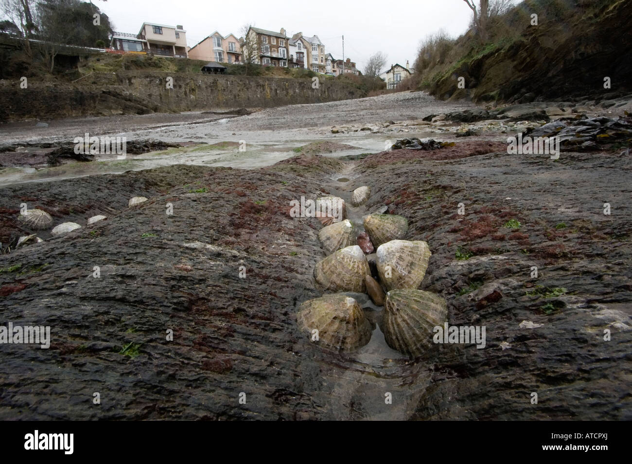 Limpit hi-res stock photography and images - Alamy