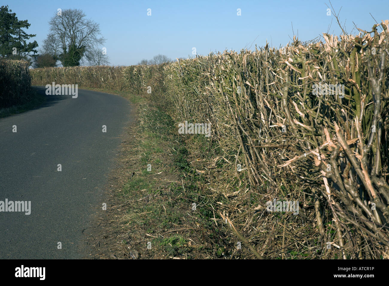 Hedge management or destruction of habitat Stock Photo - Alamy