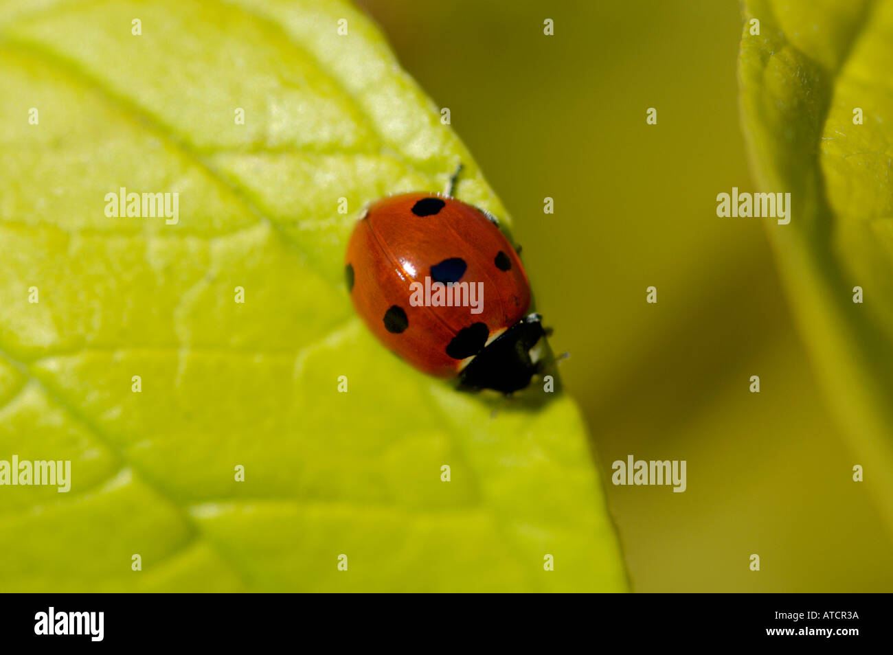 A bright red ladybird / ladybug with seven black spots crawling along ...