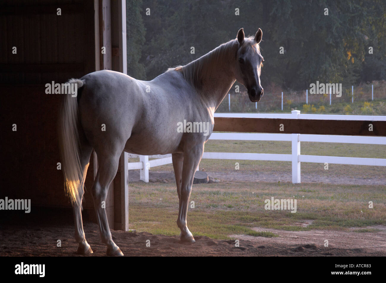 Travis Anglo Arabian at door of Barn in late afternoon sun Stock Photo ...