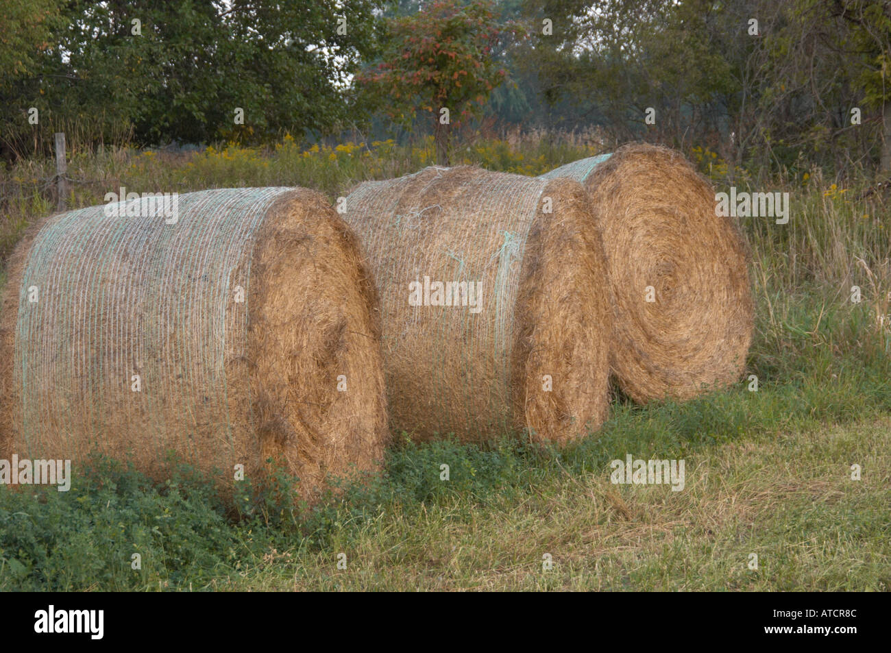 3 Hay Rolls at side of field Stock Photo - Alamy
