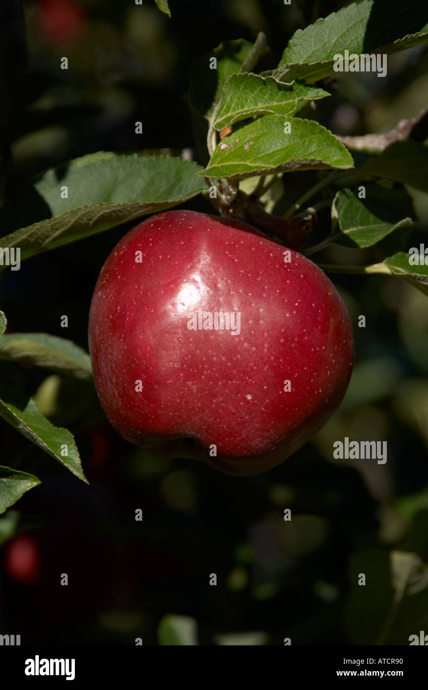 Ida Red Apple on Tree Stock Photo - Alamy