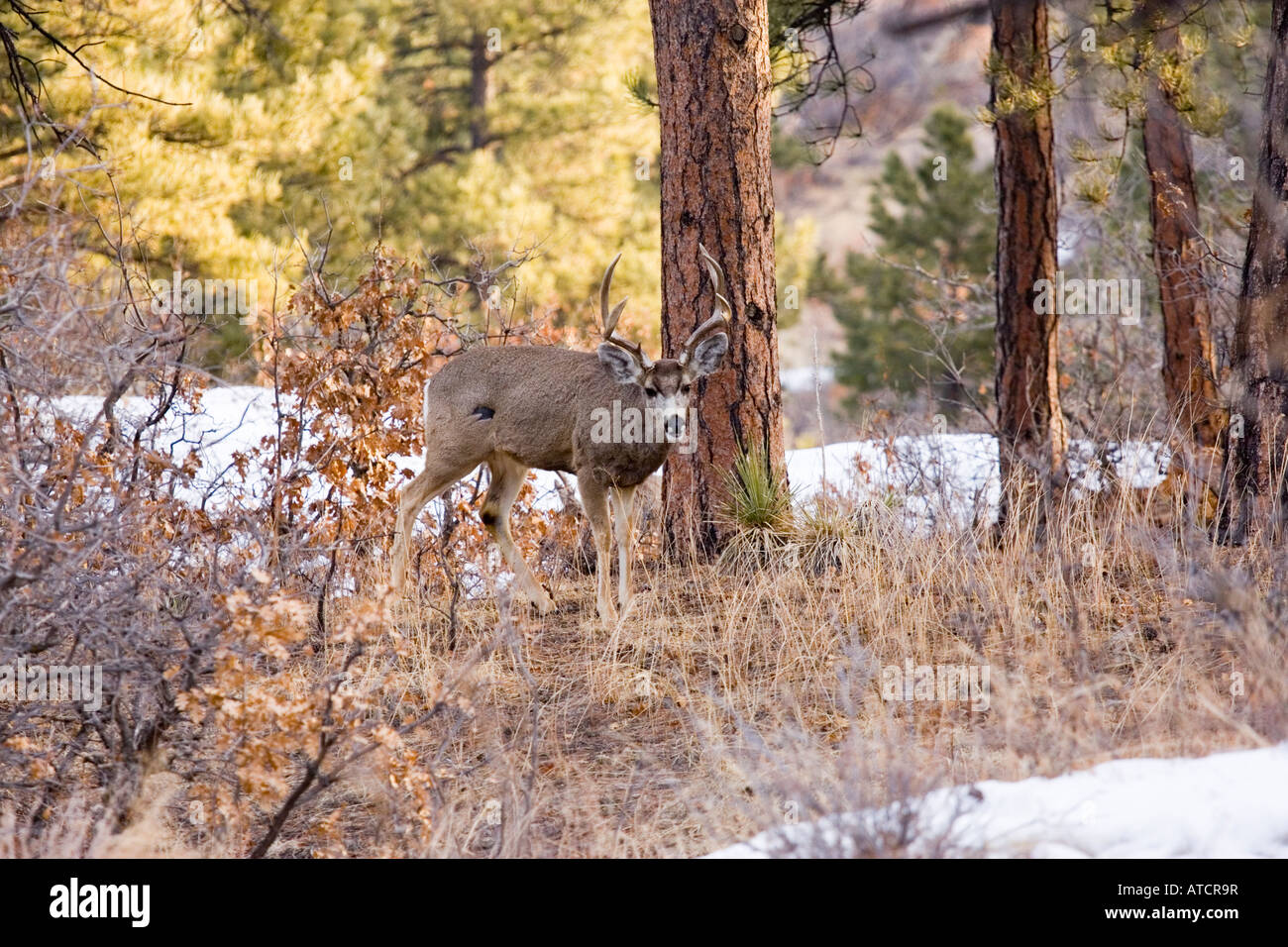 Buck Deer Yawning Stock Photo - Alamy