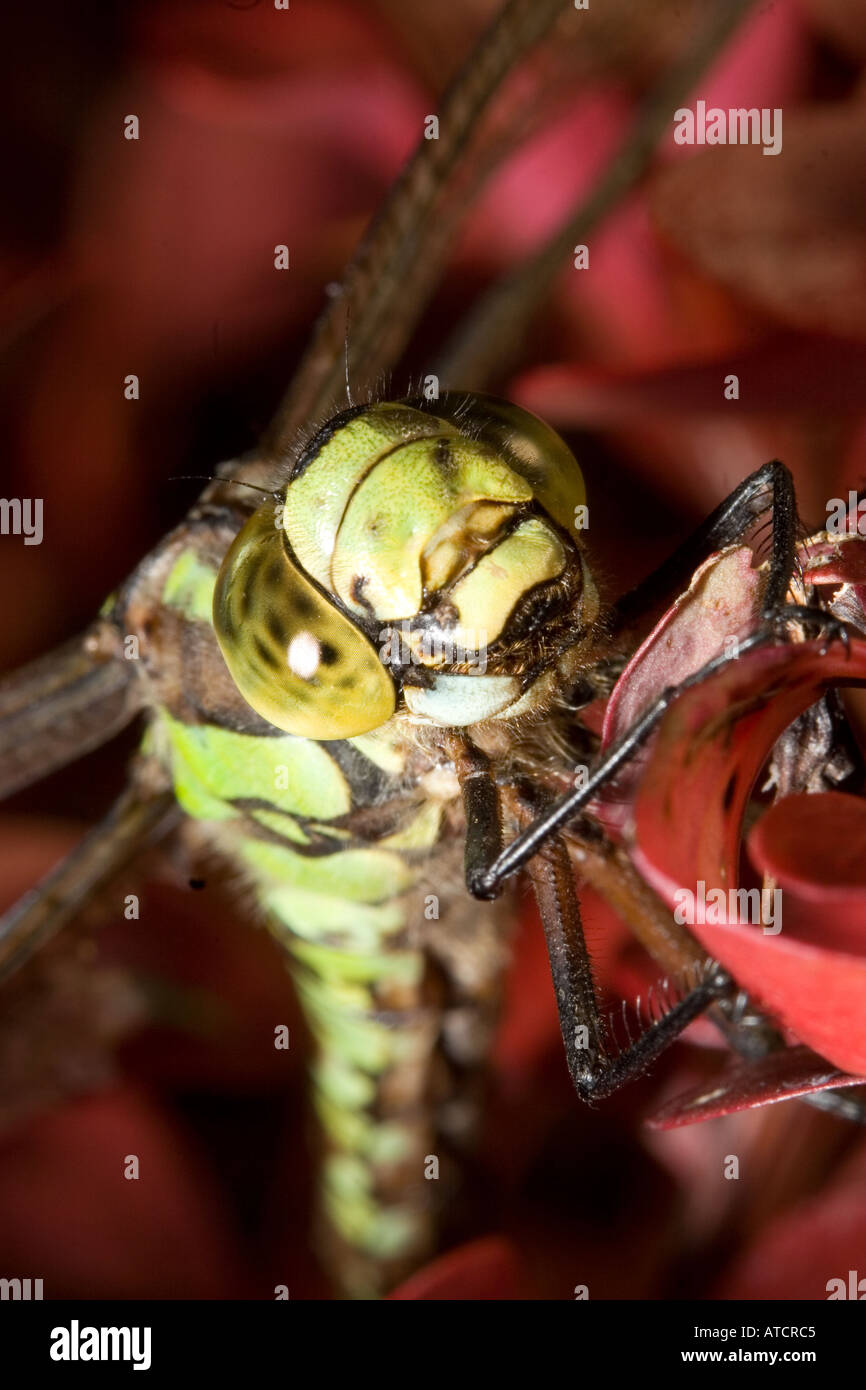 Dragonfly eye face insect red dormant rest animal animal hi-res stock ...