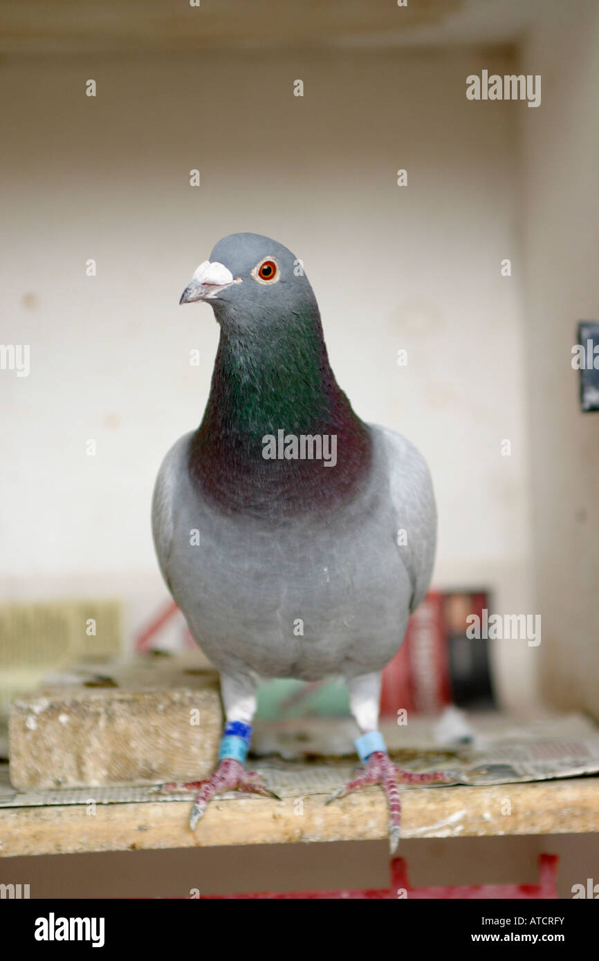 Racing pigeon in it's loft in Dublin Ireland Stock Photo - Alamy