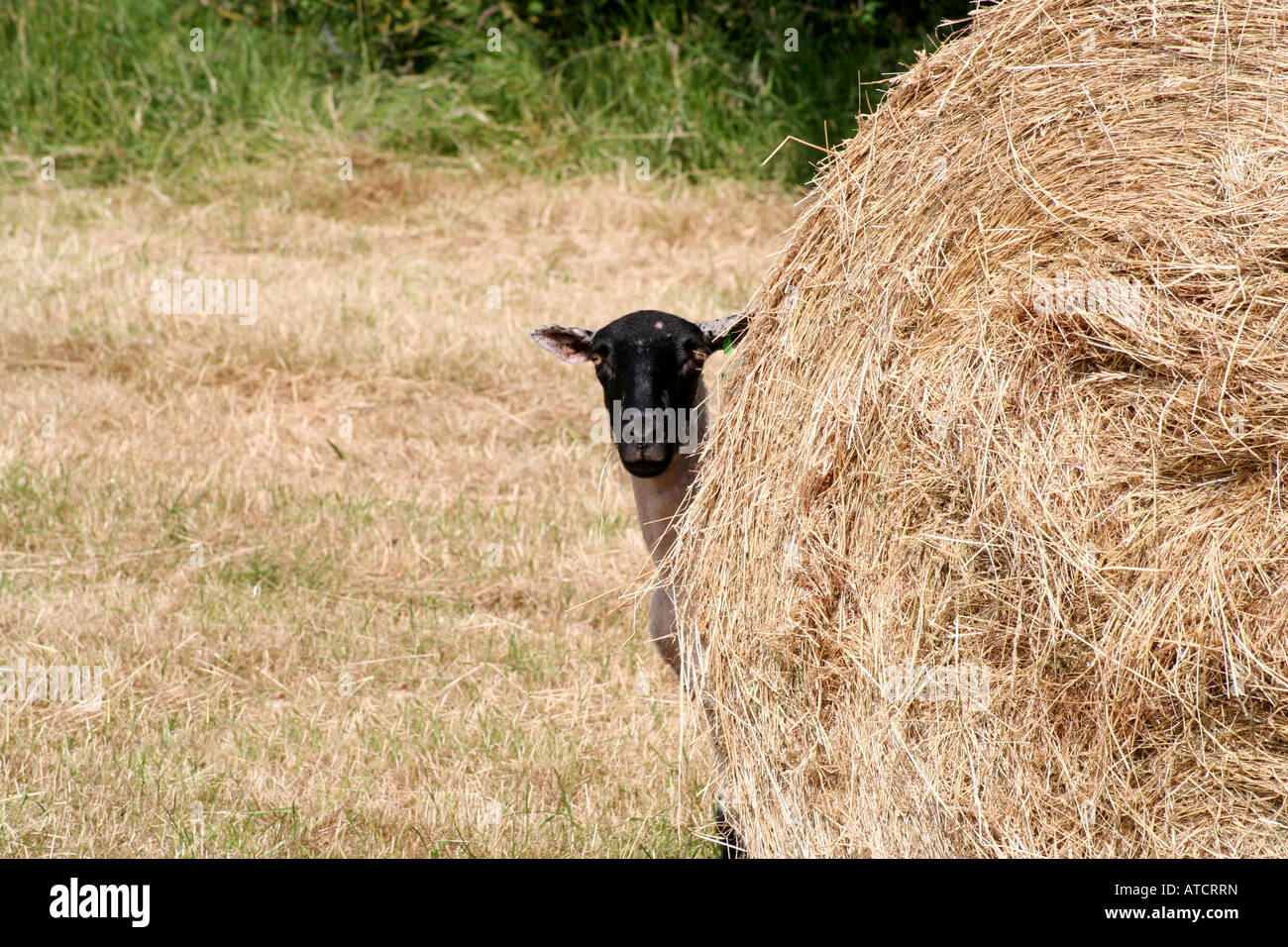 Sheep behind Hay Bale Ogmore Castle Stock Photo - Alamy