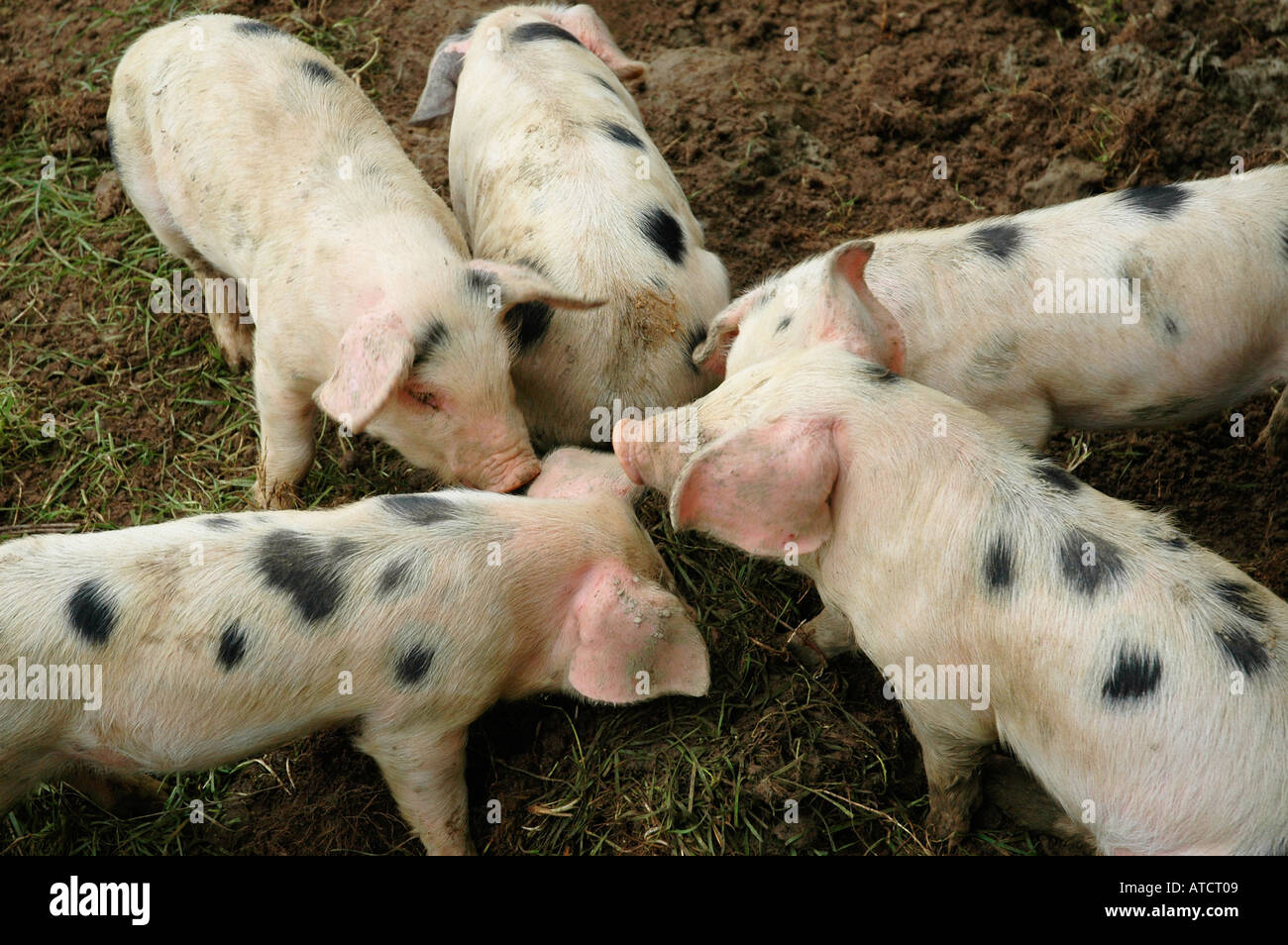 Pig with nose ring hi-res stock photography and images - Alamy