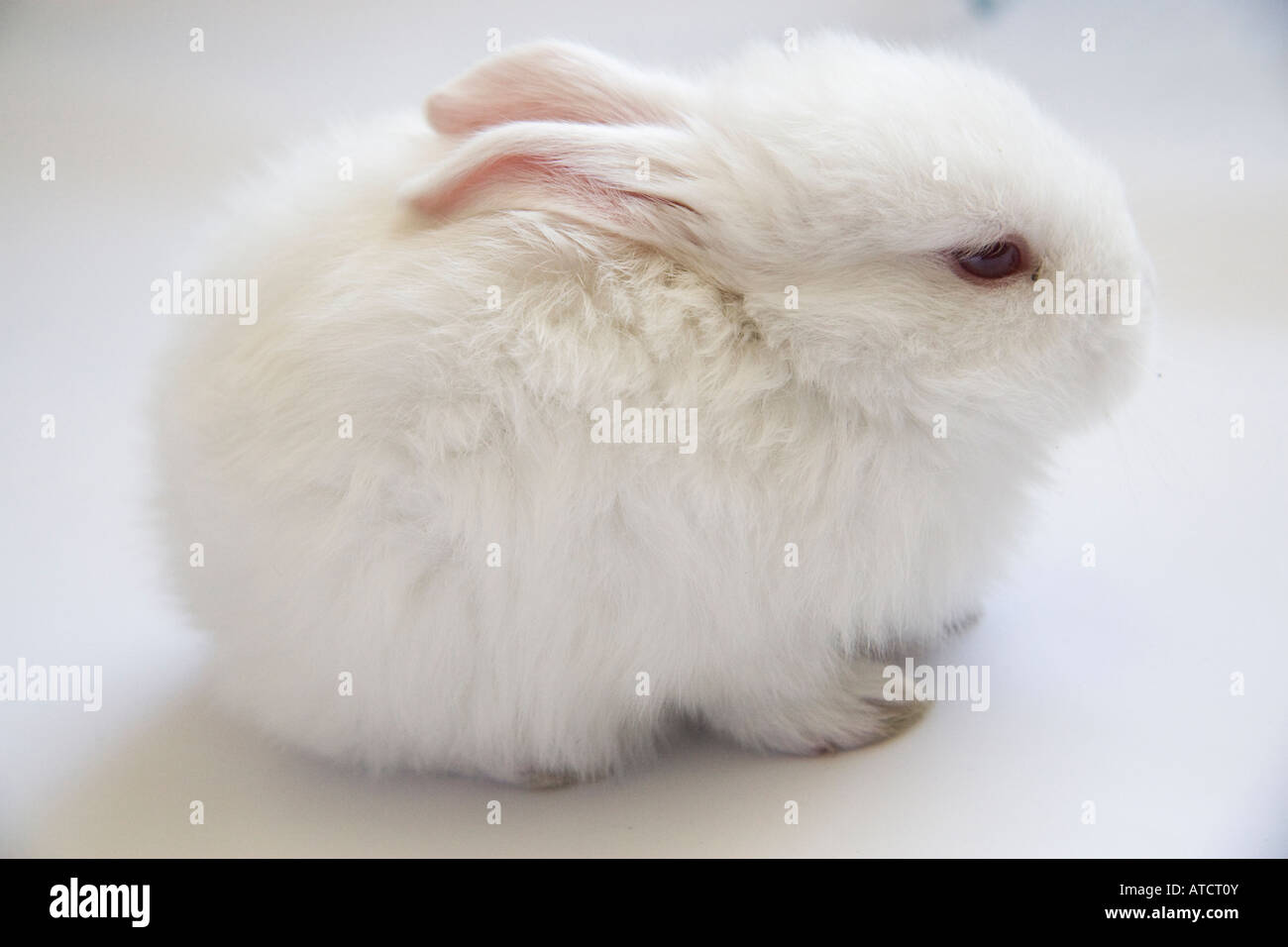A little white rabbit Stock Photo - Alamy