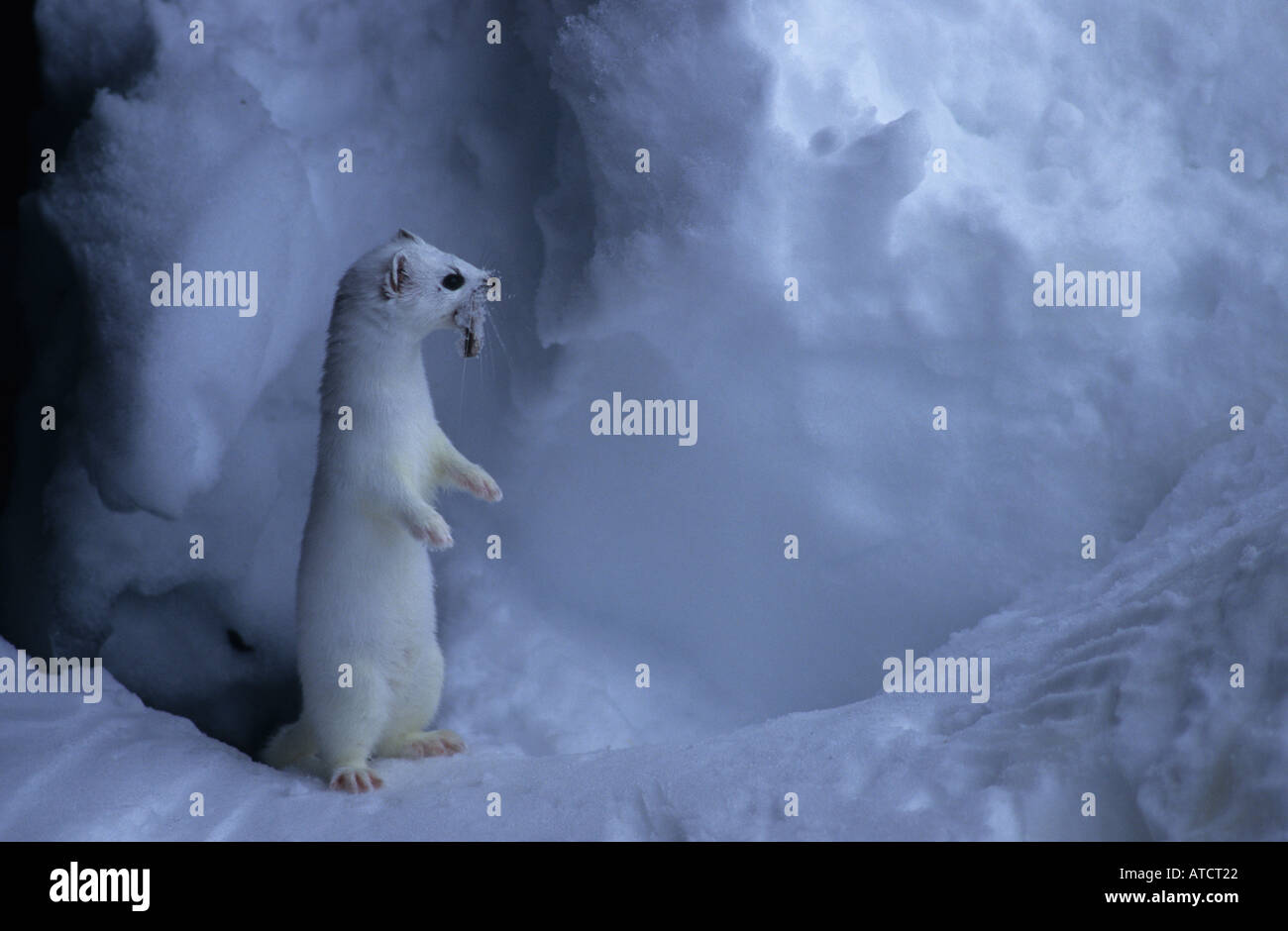Stoat ,Ermine , winter animal ice cave ,Norway ,Europe Stock Photo - Alamy