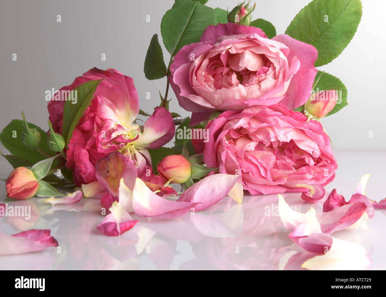 Bunch of Dying Pink Roses Stock Photo - Alamy