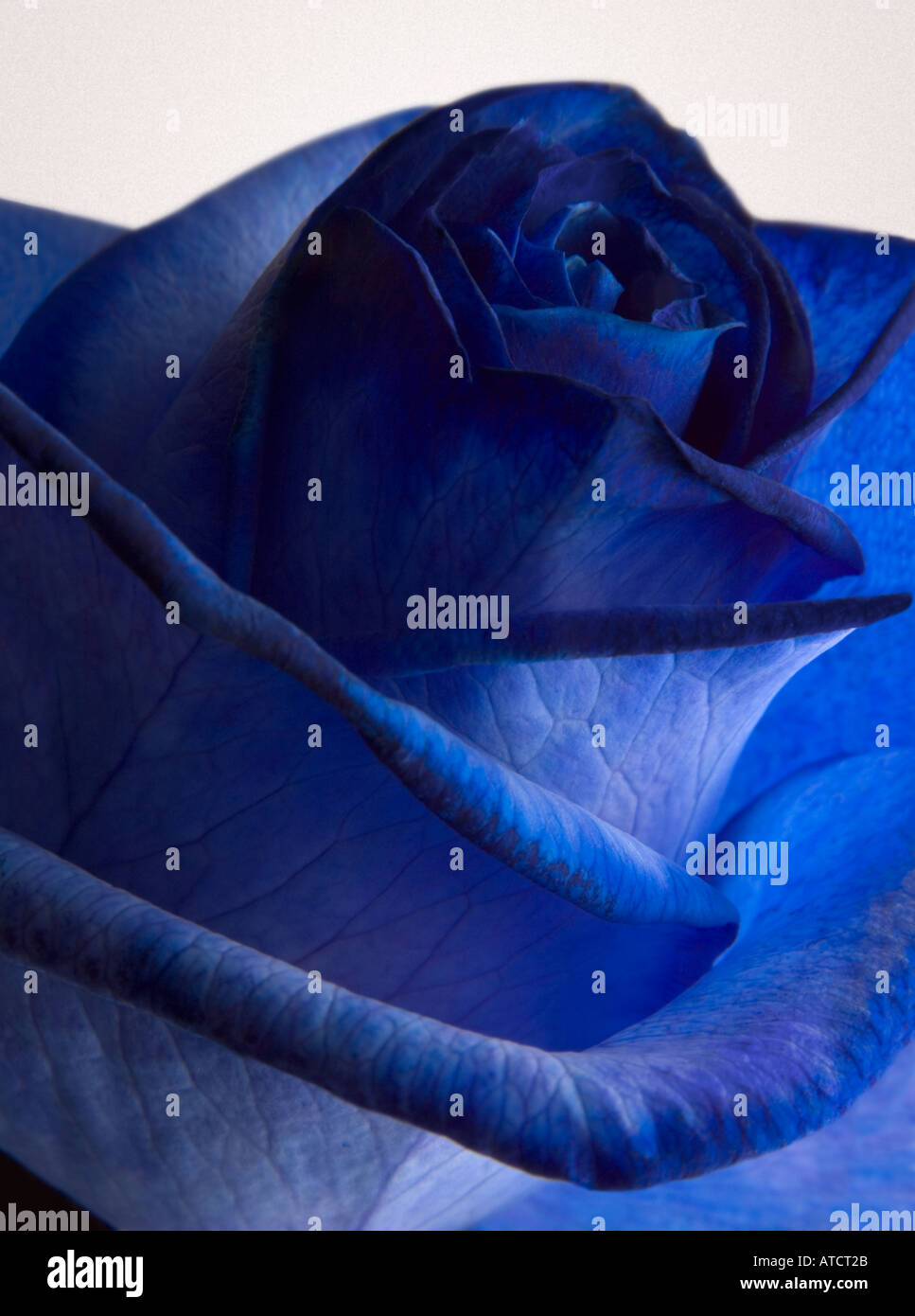 The blue rose hi-res stock photography and images - Alamy