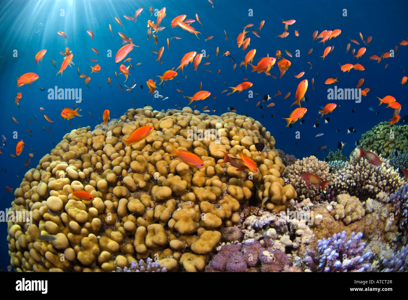 Fish and in Coral Reef, Red Sea Egypt, underwater, scuba, diving, ocean ...