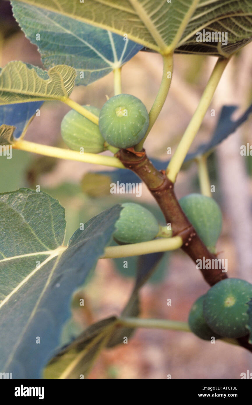 Ficus carica fig tree italy hi-res stock photography and images - Alamy