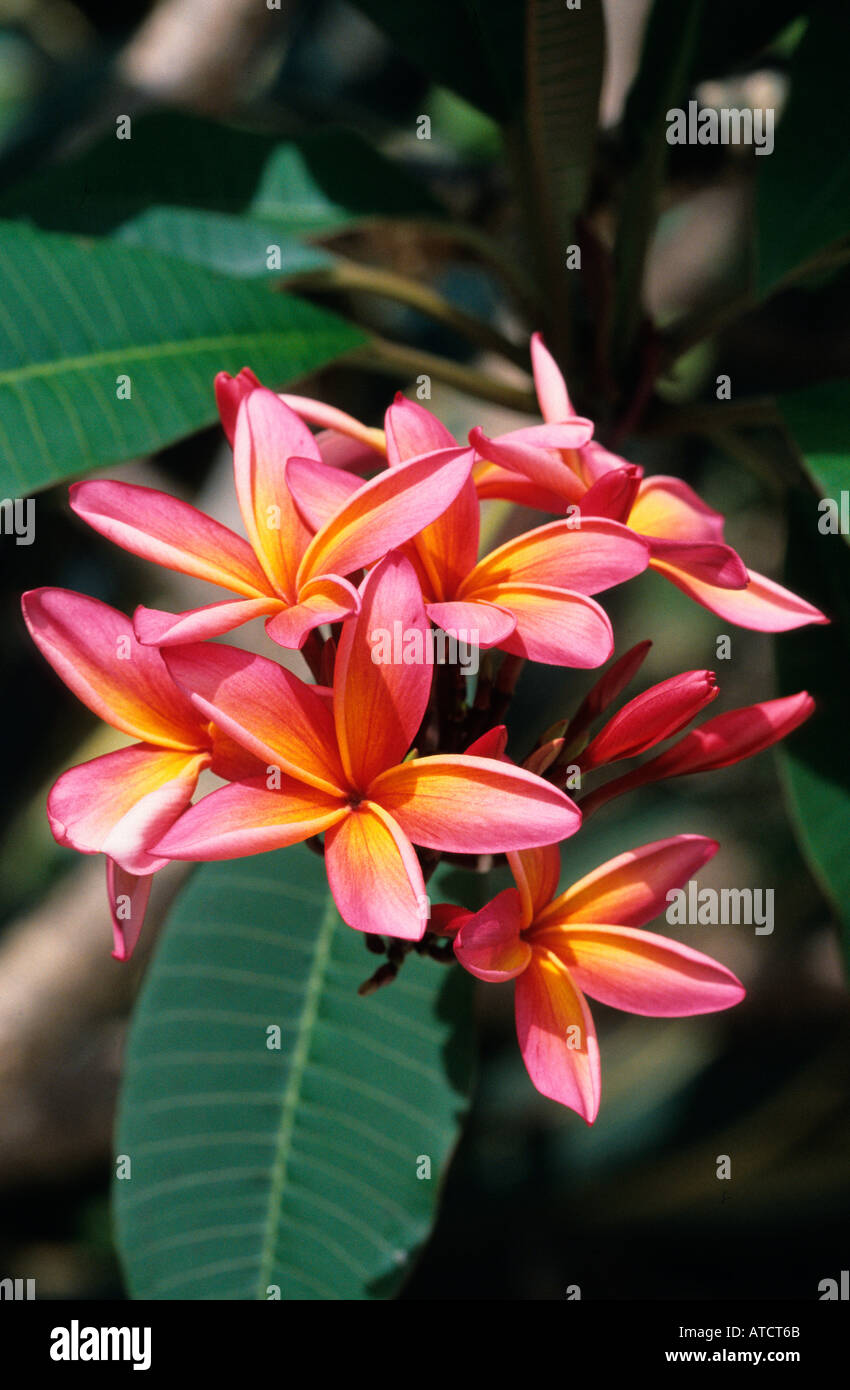 Frangipani flowers barbados flower hi-res stock photography and images ...