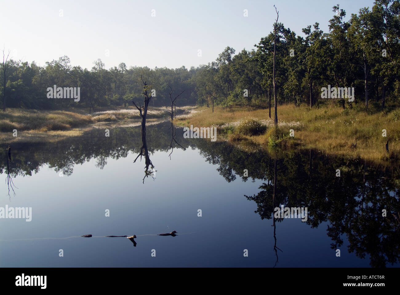 Kanha National Park, India Stock Photo - Alamy