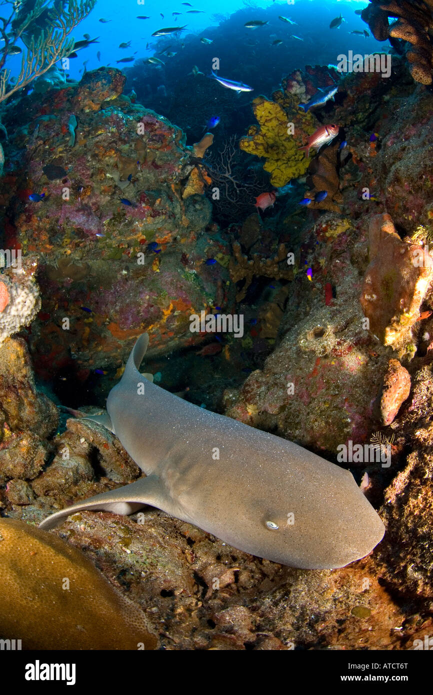 Nurse shark in Coral Reef, Saba, Caribbean, underwater, scuba, diving ...