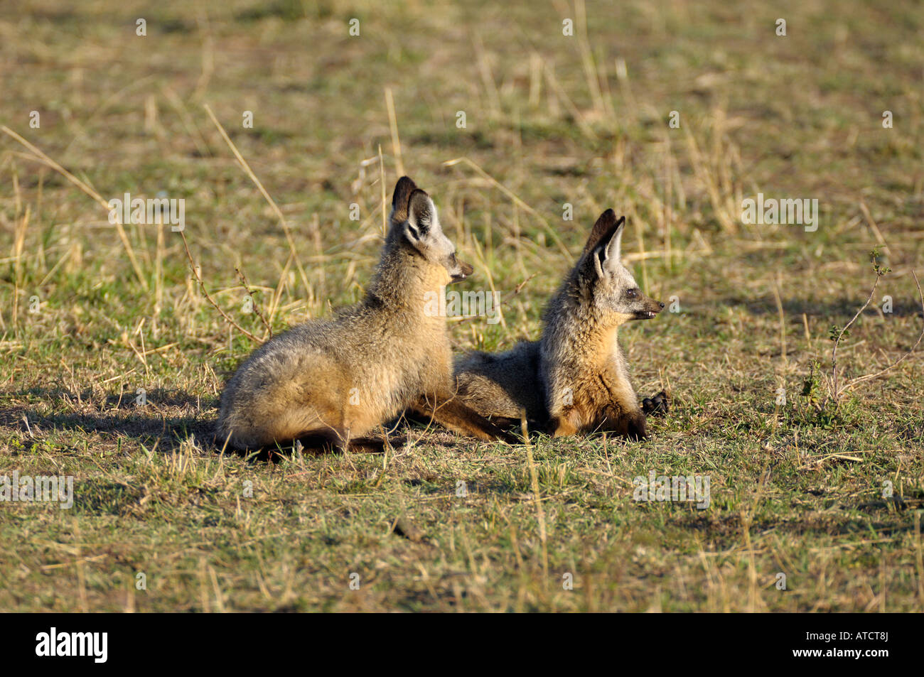 Bat eared fox and two hi-res stock photography and images - Alamy