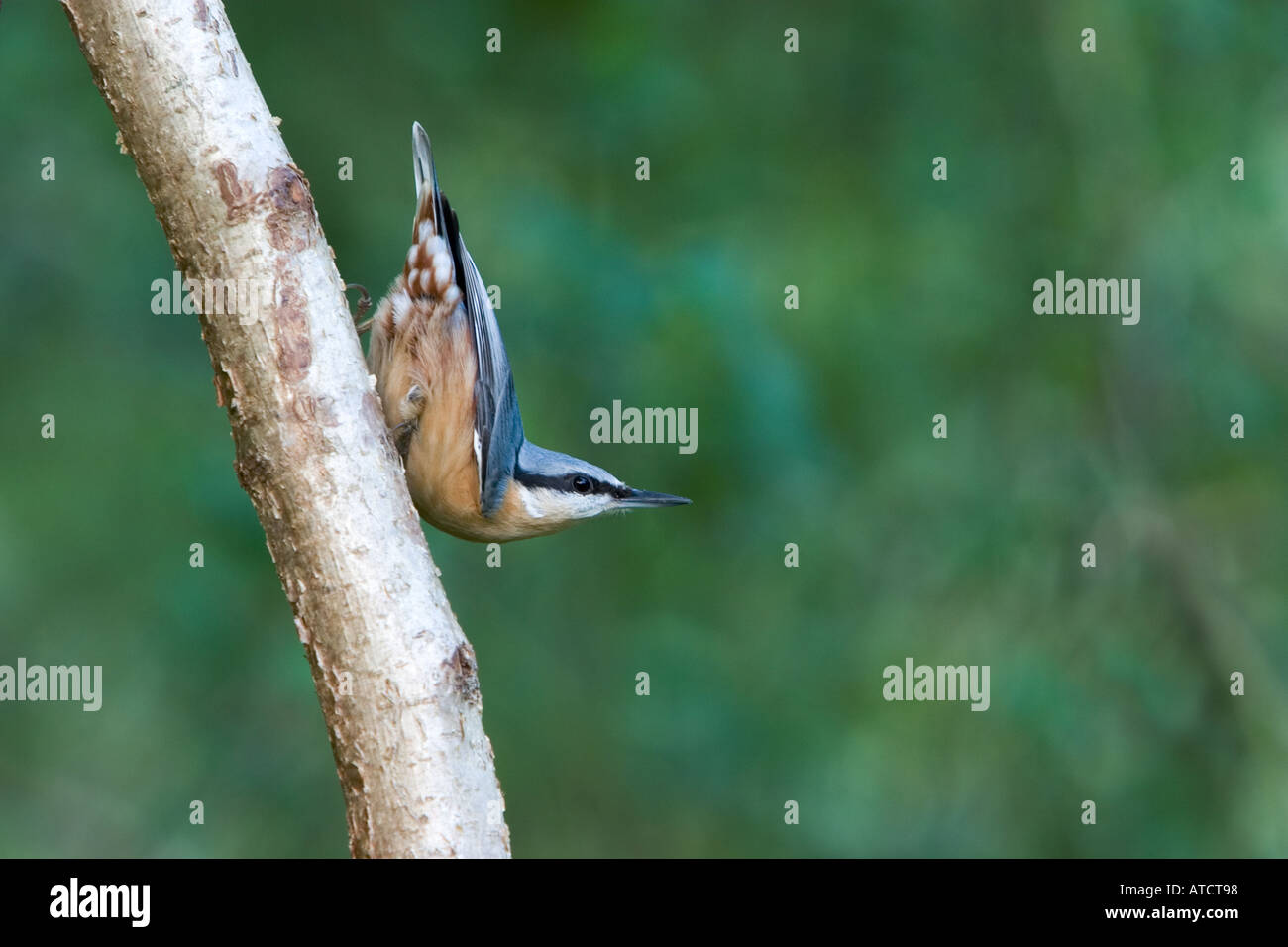 Classic nuthatch pose hi-res stock photography and images - Alamy
