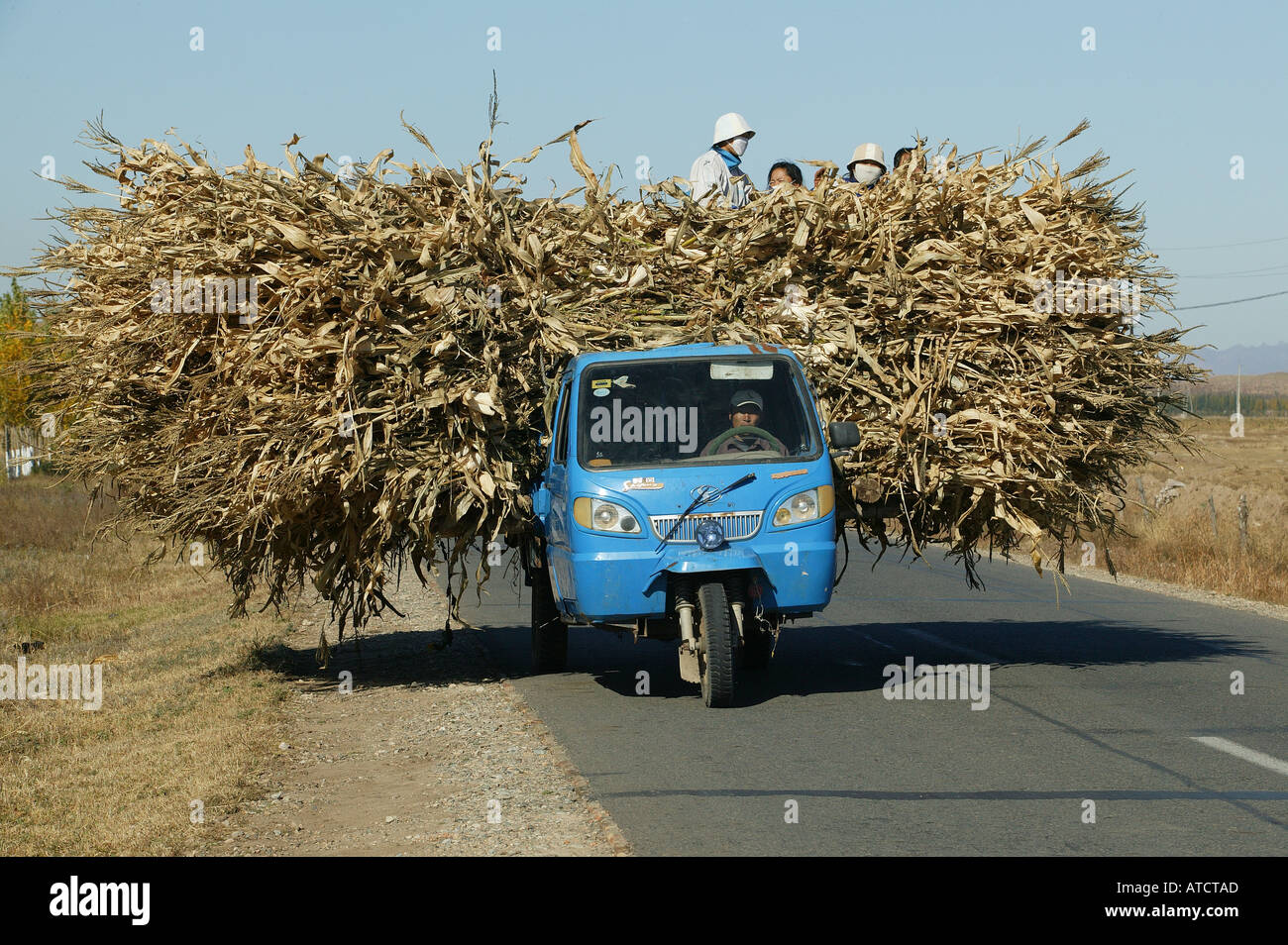 Maize plants collected for animal fodder on the road in Inner Mongolia ...