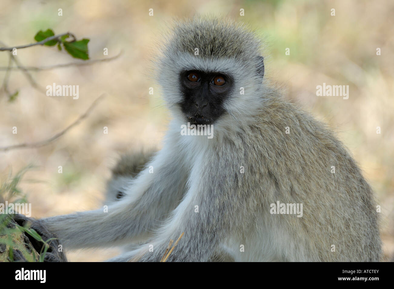 Vervet monkeys,portrait of a vervet monkey,Serengeti,Tanzania Stock ...