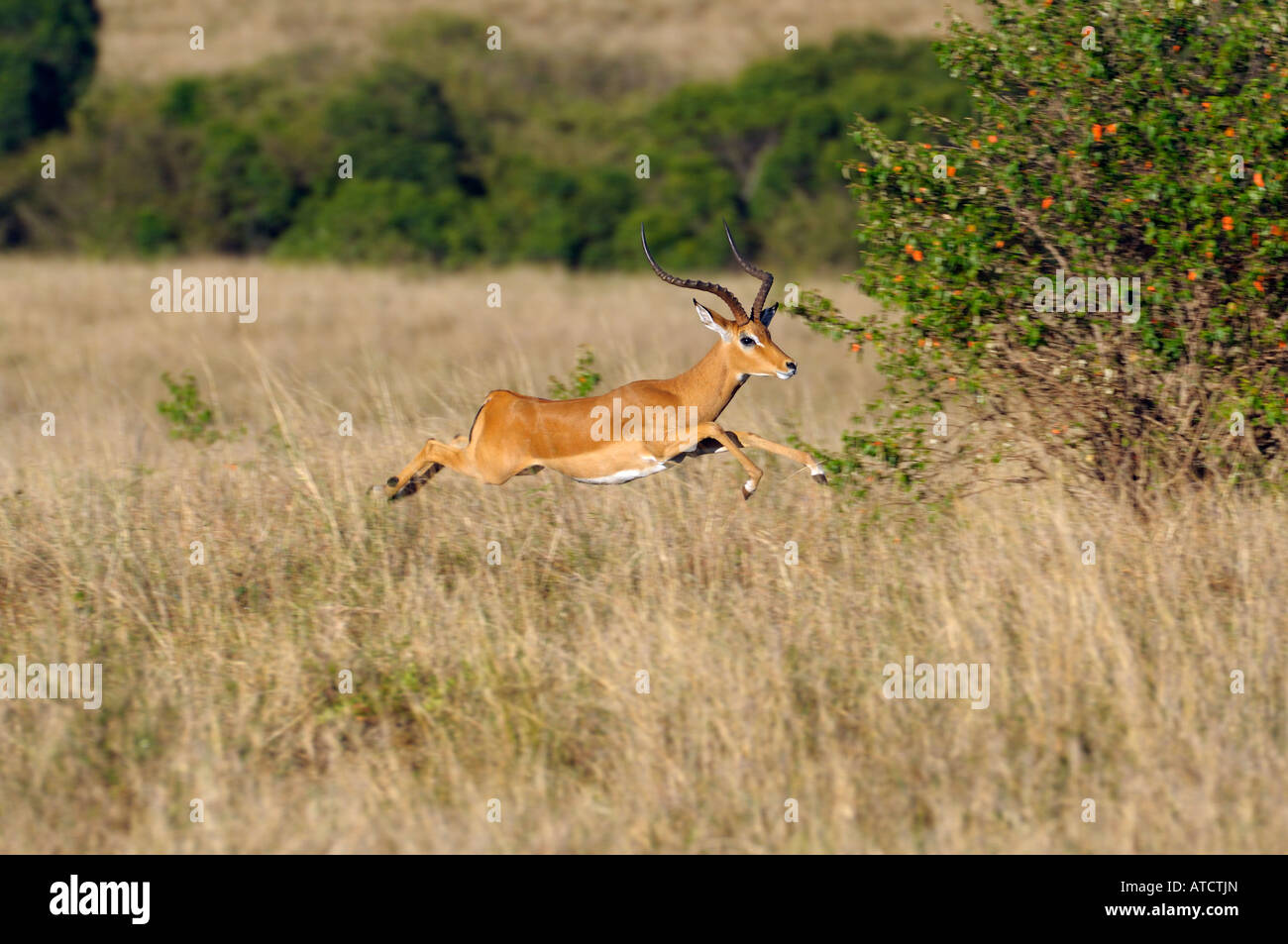 Impalas,a fleeing Impala antelope,Masai Mara, Kenya Stock Photo - Alamy