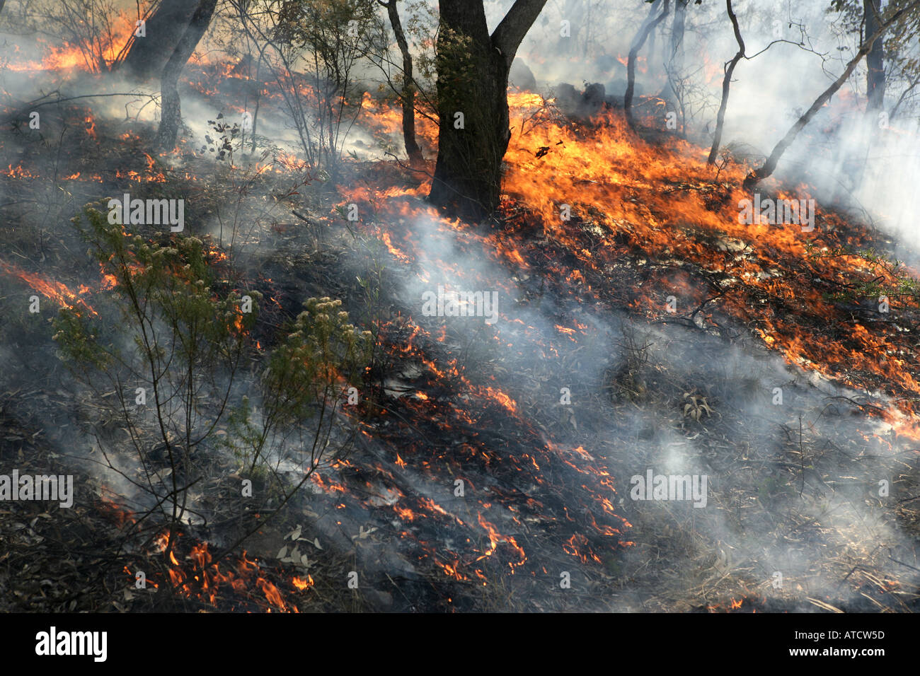Fire consumes leaf and tree litter during a prescribed burn in Deakin ...