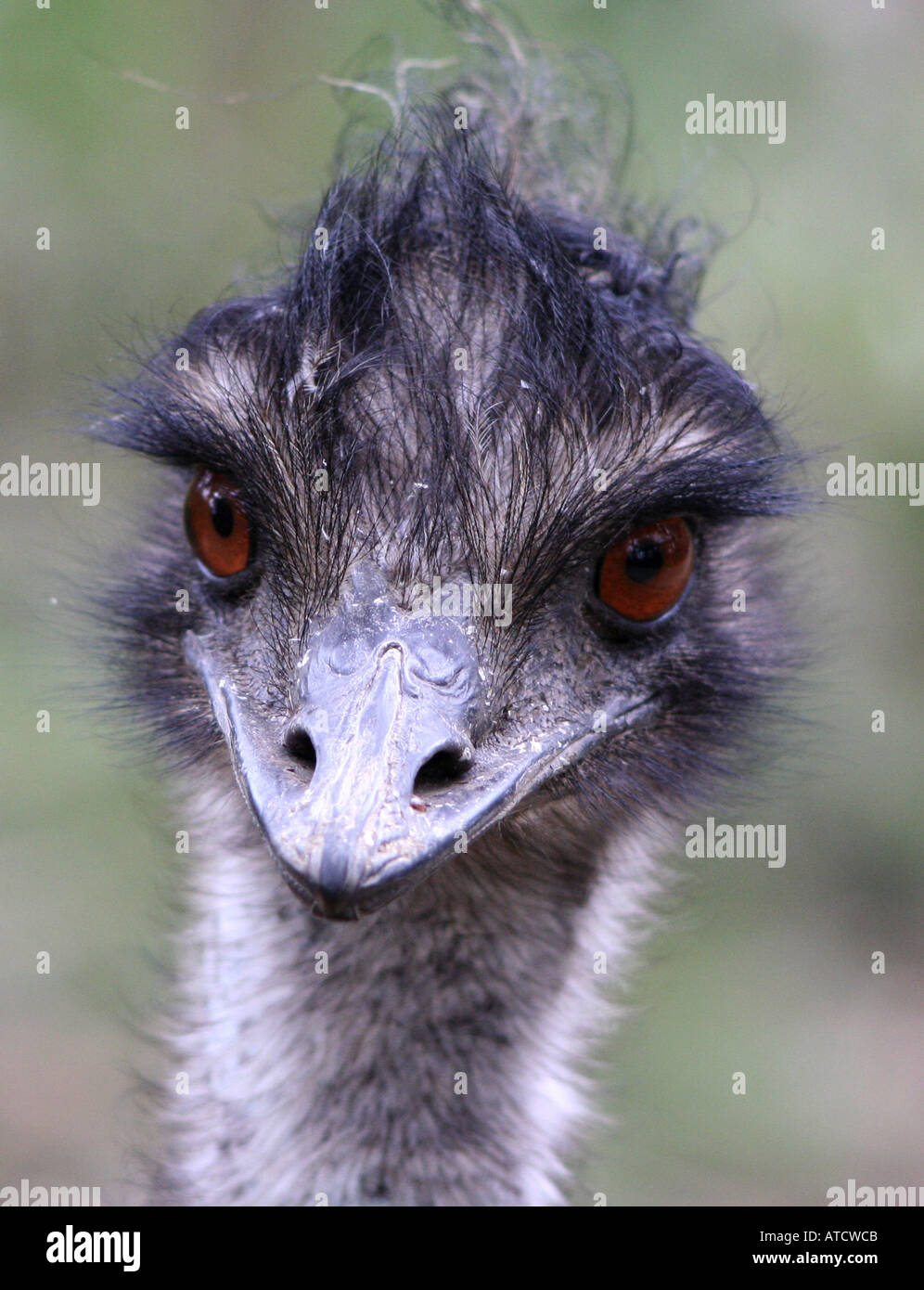 Emu, native bird of Australia Stock Photo - Alamy
