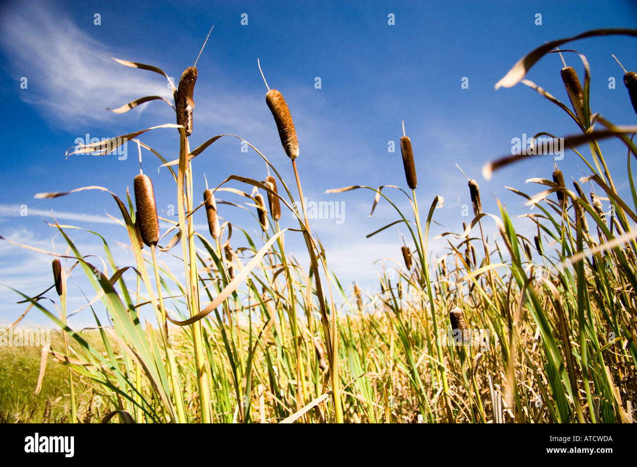 Marshgrass hi-res stock photography and images - Alamy