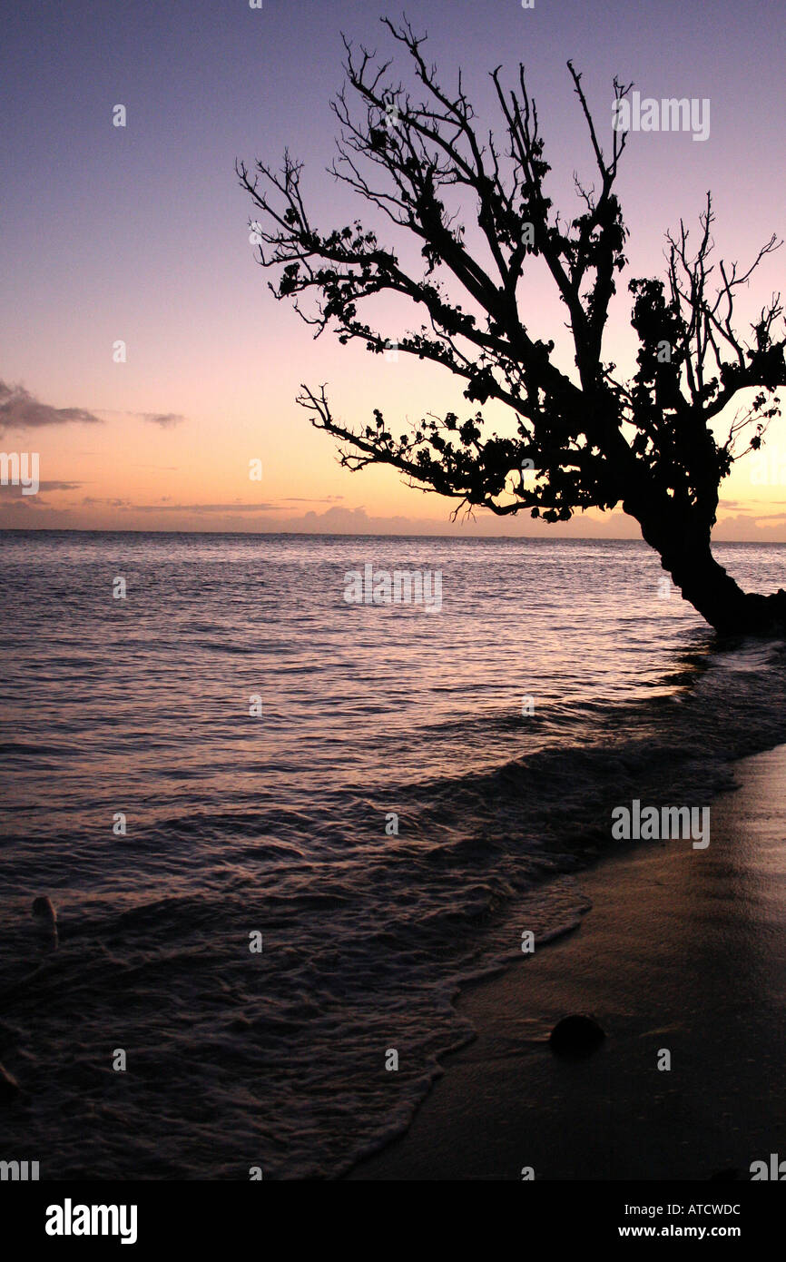 Tree overhanging Maninoa beach in Western Samoa Stock Photo - Alamy