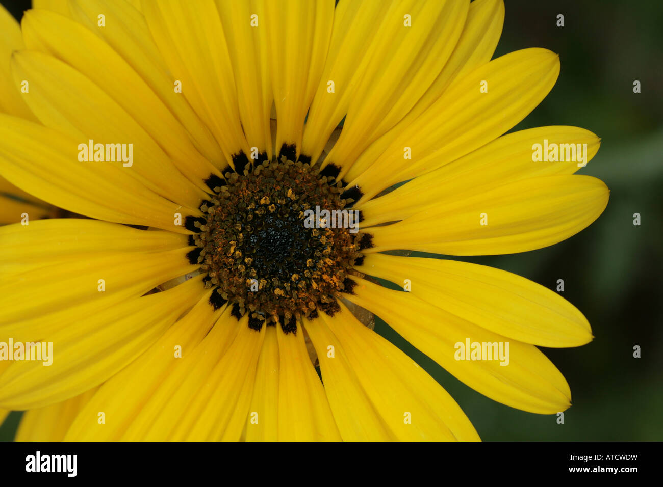 Yellow Cosmos flower Stock Photo - Alamy