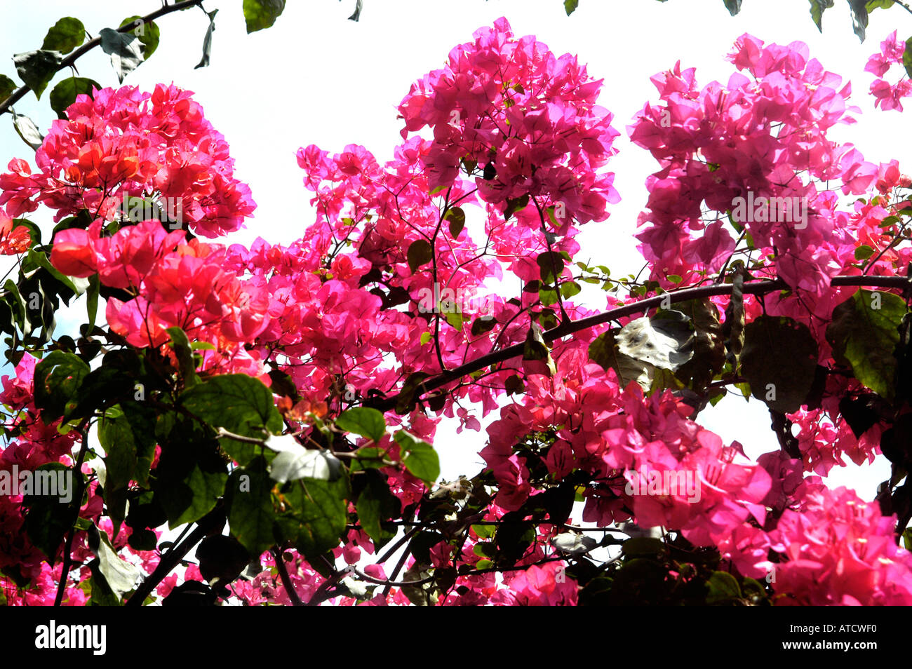 Ceylon Sri Lanka Asia Pink Red Flower Flowers Stock Photo - Alamy