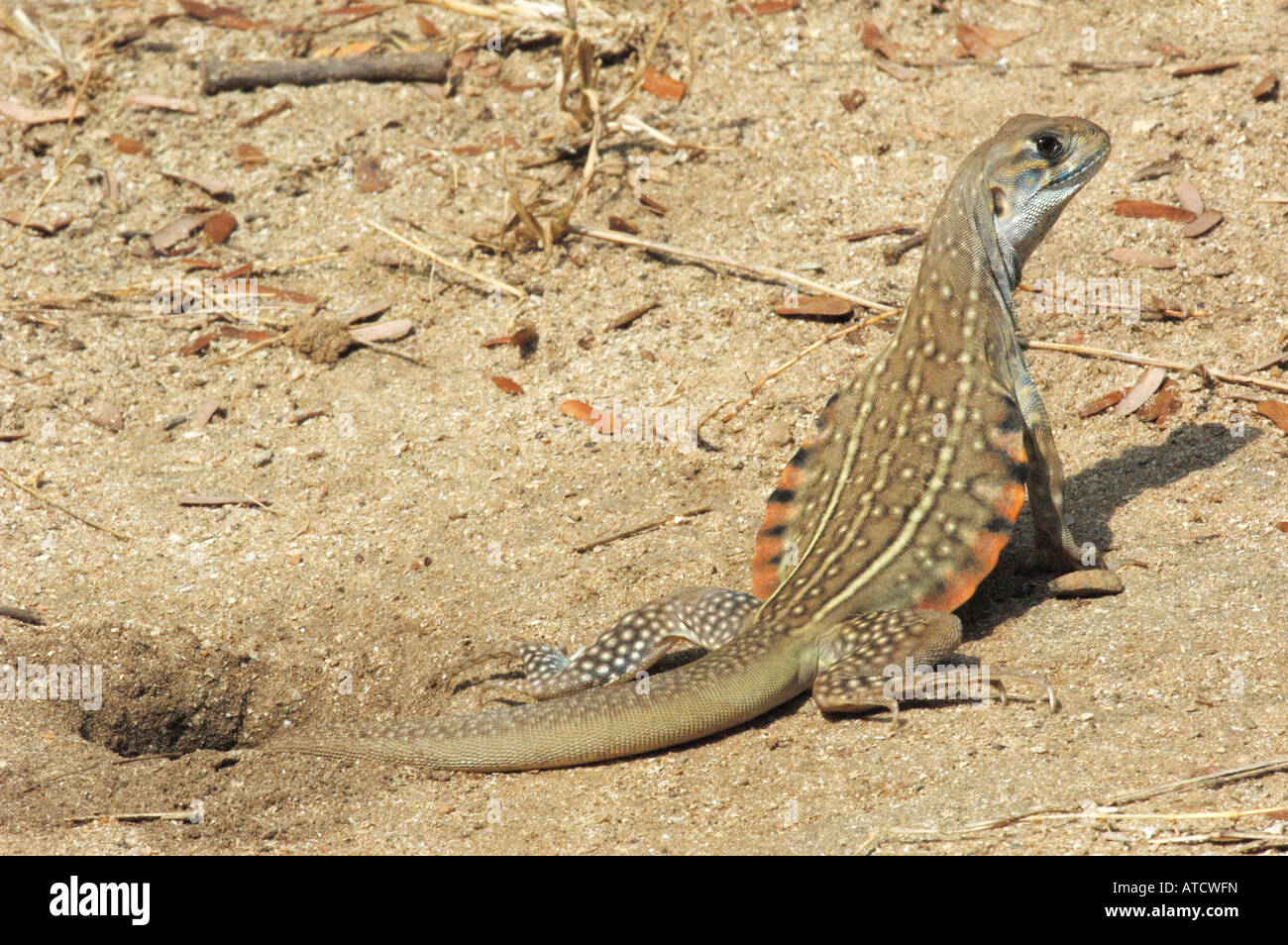 Common Butterfly Lizard (Leiolepis belliana) beside its burrow ...