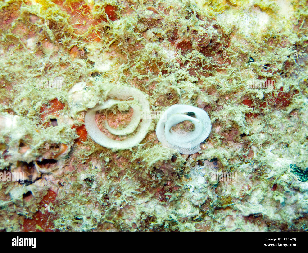 Nudibranch, eggs, spiral hi-res stock photography and images - Alamy