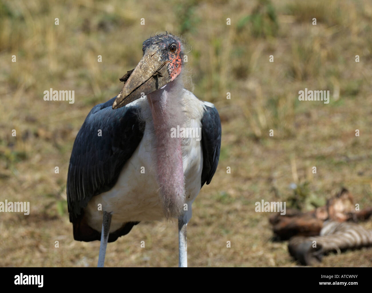 Marabou stork,Masai Mara, Kenya Stock Photo - Alamy