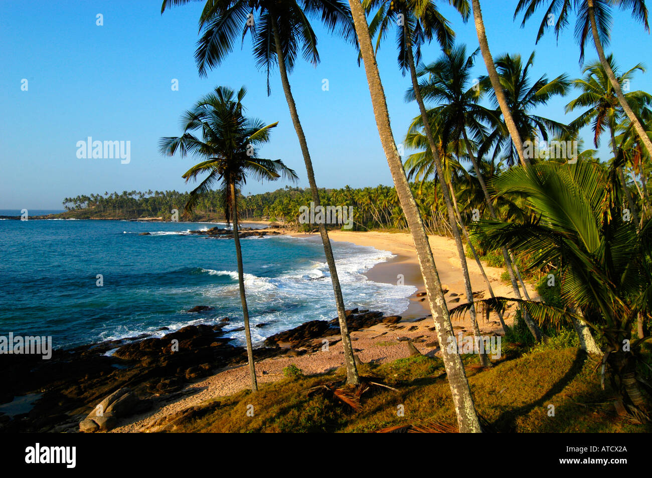 Tangalla Beach Sri Lanka tree palm sea sand Island Stock Photo - Alamy
