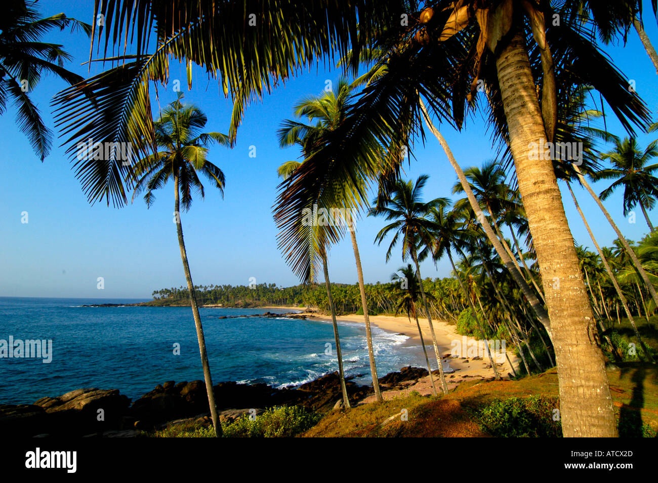 Tangalla Beach Sri Lanka tree palm sea sand Island Stock Photo - Alamy