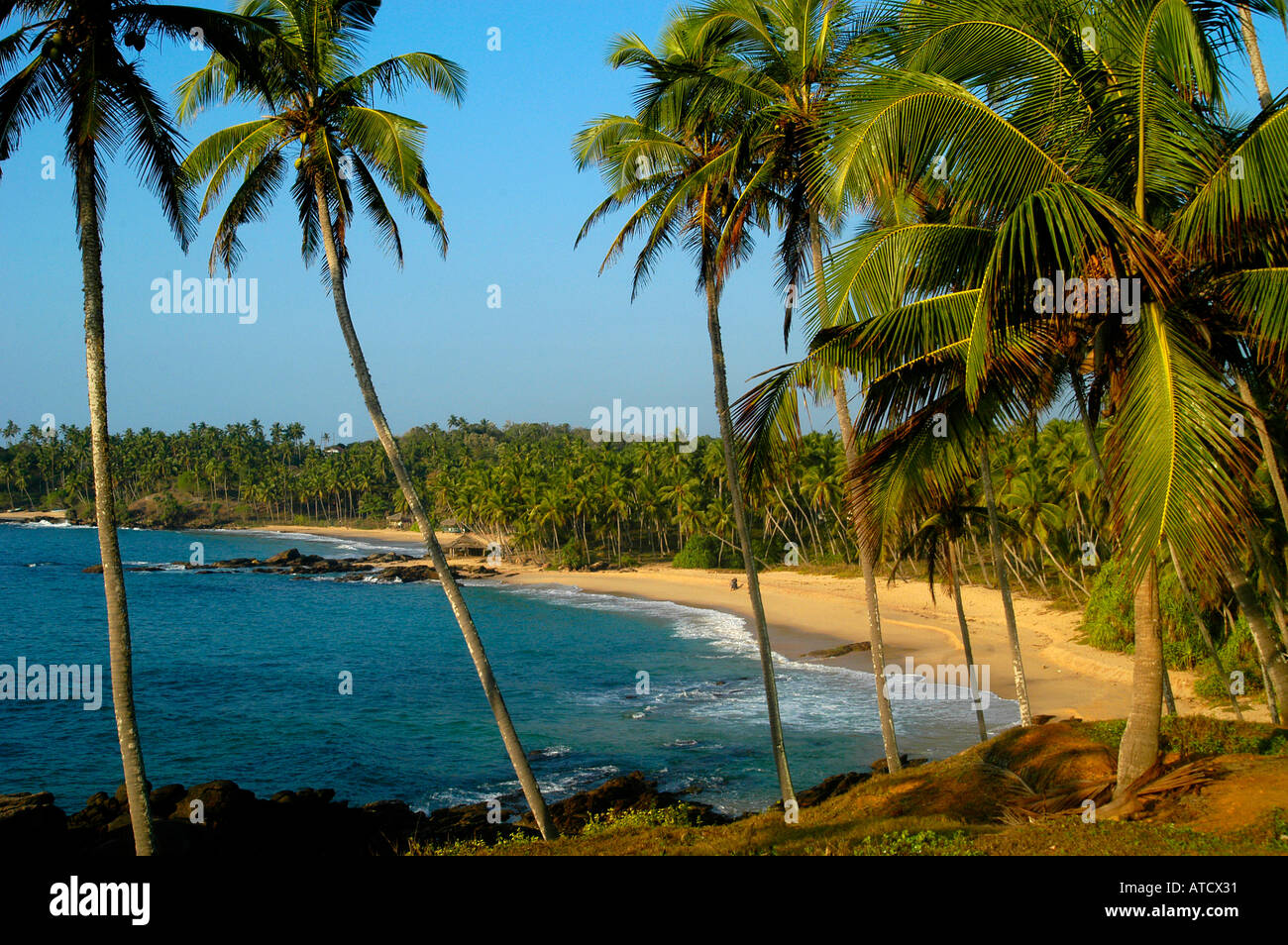 Tangalla Beach Sri Lanka tree palm sea sand Island Stock Photo - Alamy