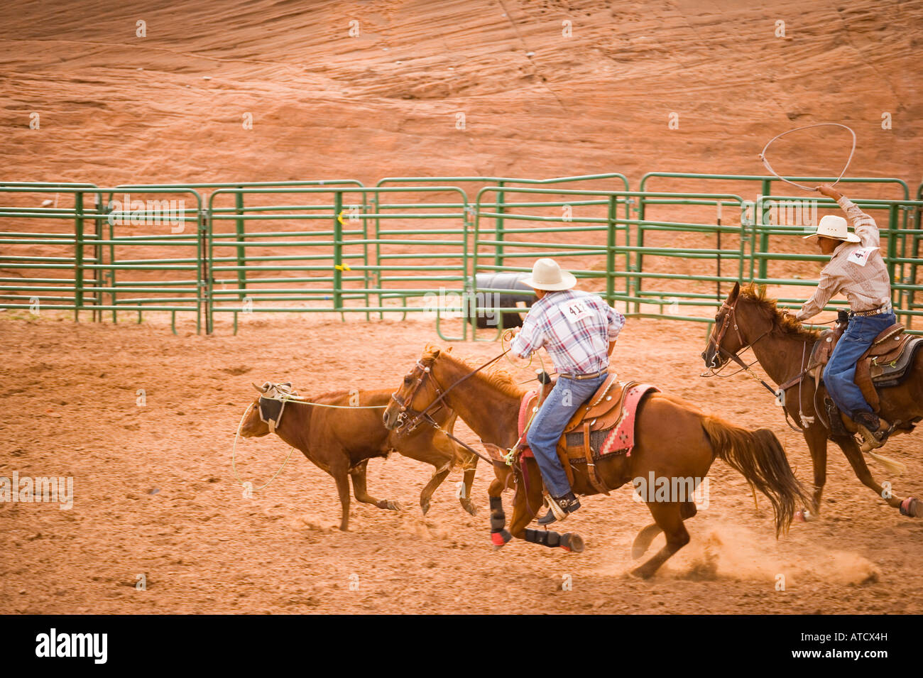 riders compete in the Team Steer Roping event All Indian Rodeo Gallup ...