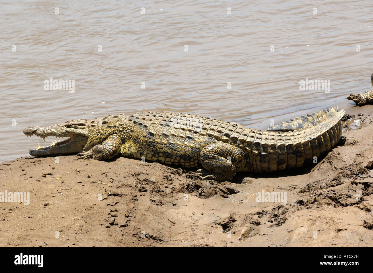 Picture Of Crocodile High Resolution Stock Photography and Images - Alamy