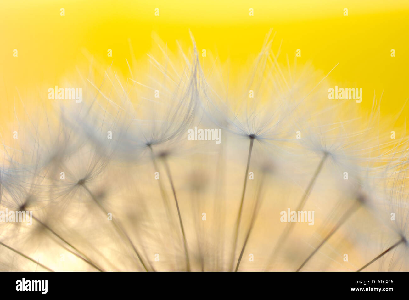 Dandy lion seed with yellow background Stock Photo - Alamy