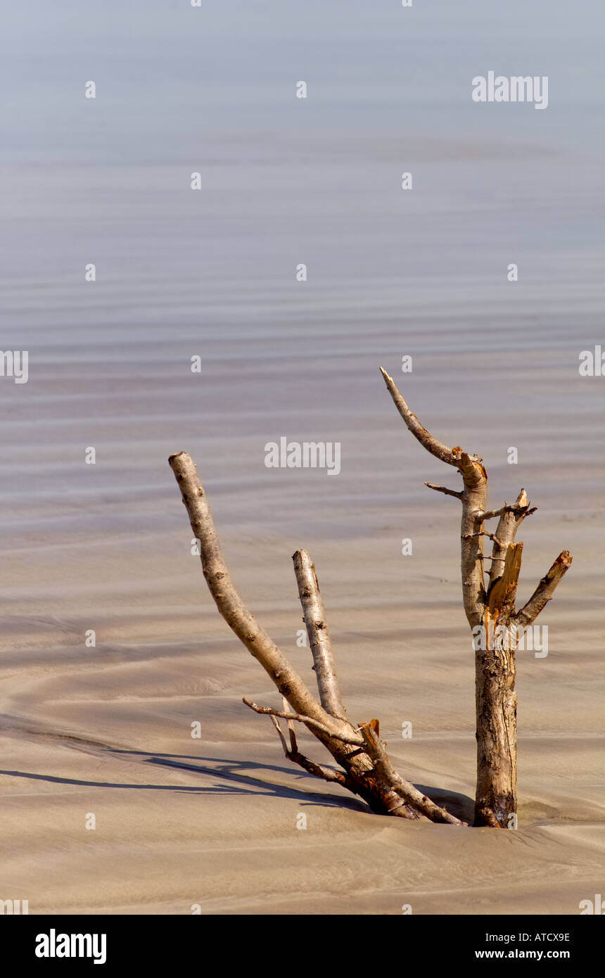 Driftwood on beach Stock Photo - Alamy