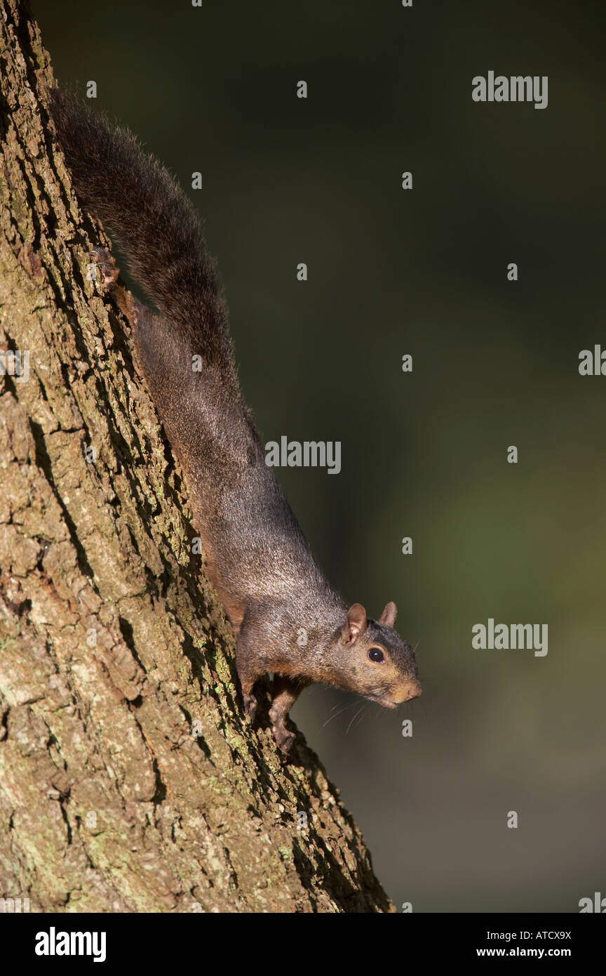 Black Squirrel (Sciurus carolinensis) - a melanistic grey squirrel ...