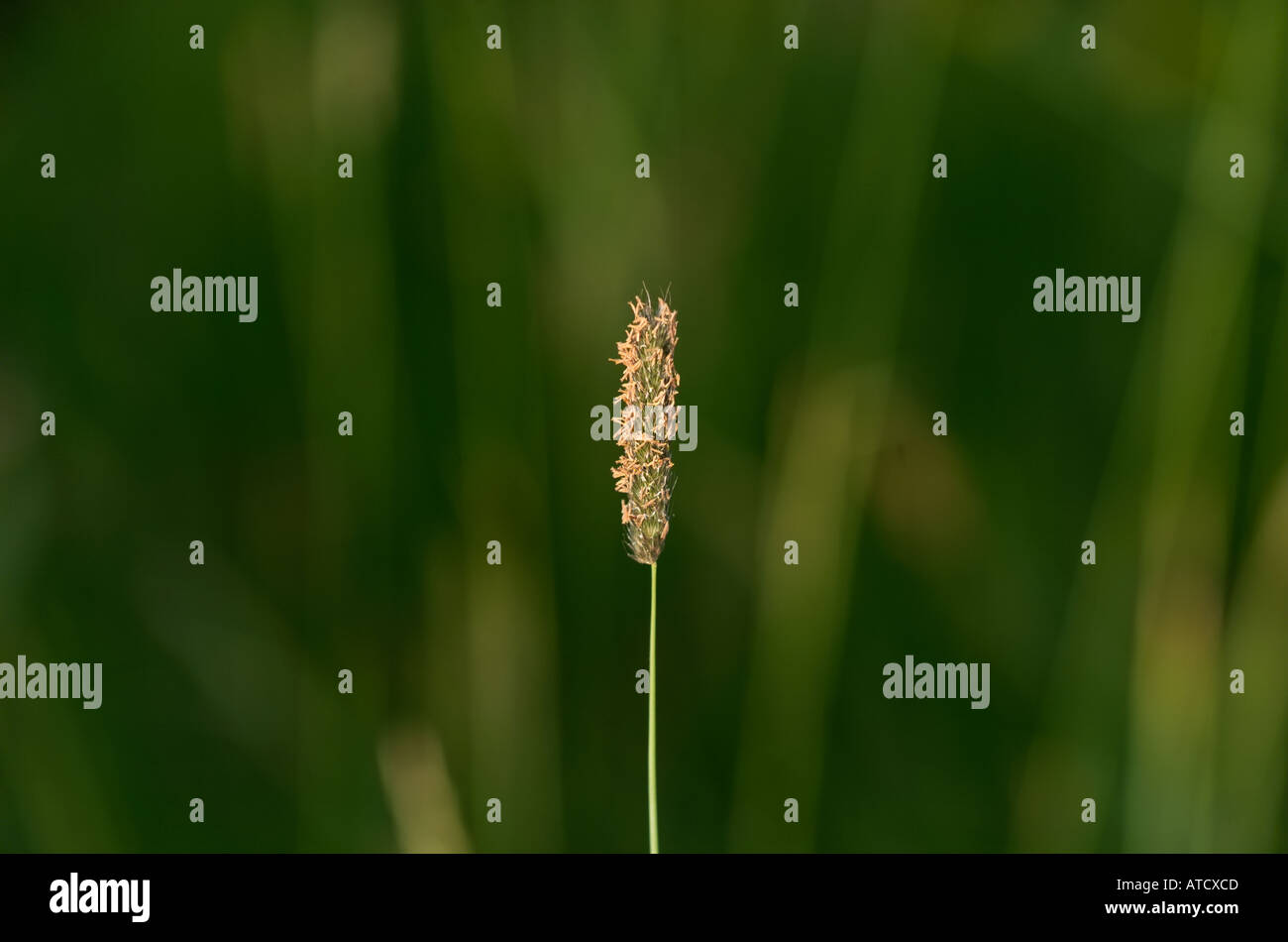Single grass stem Stock Photo - Alamy