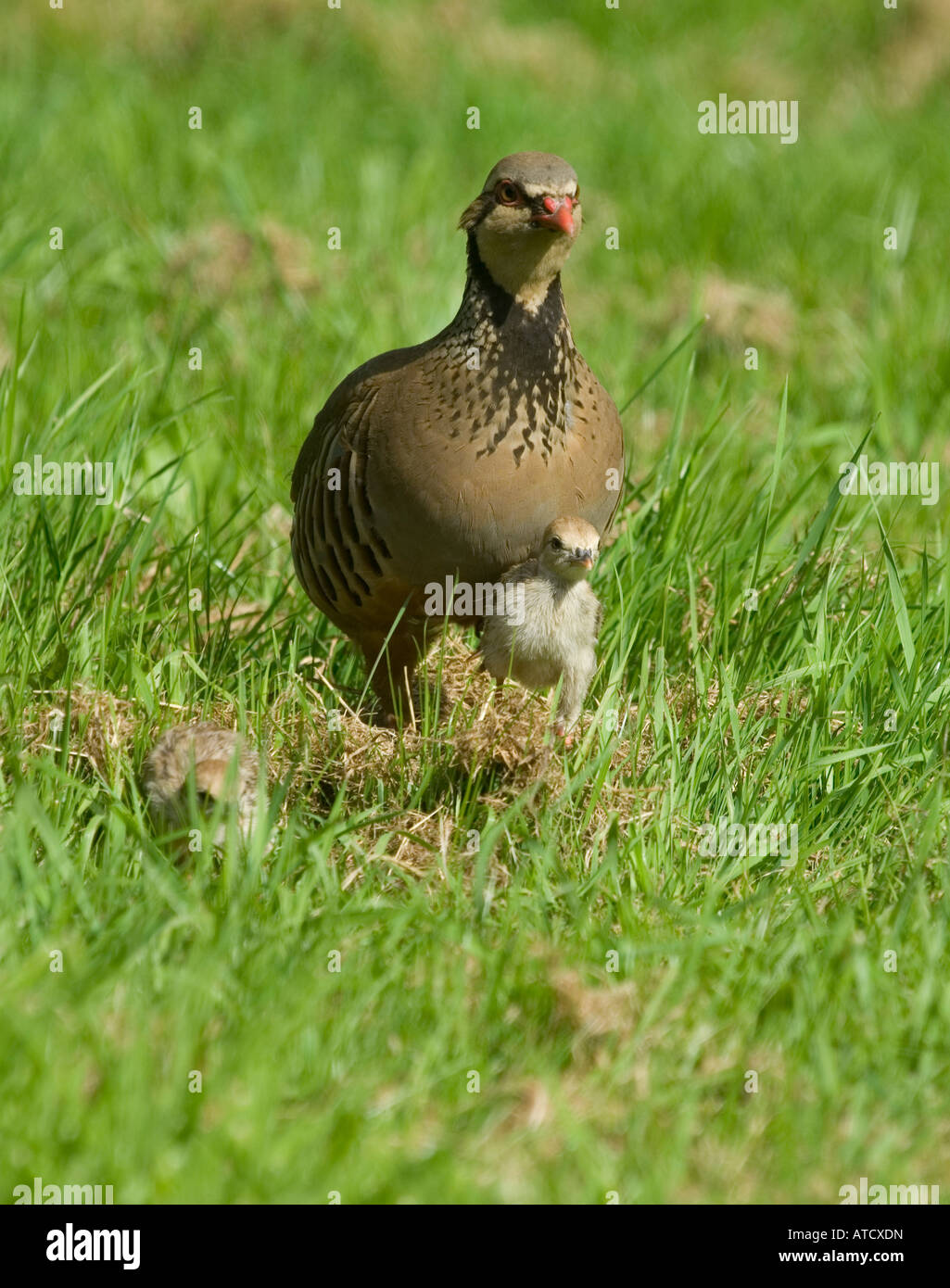 Baby partridge hi-res stock photography and images - Alamy